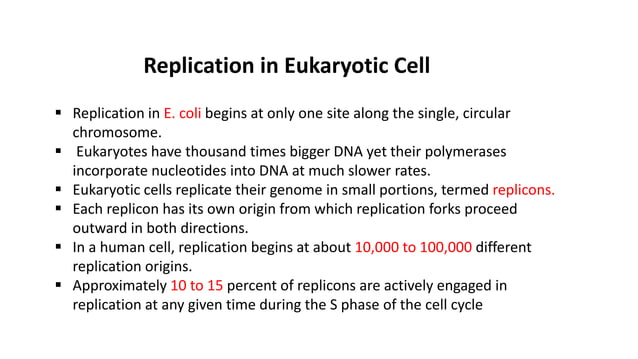 Dna Replication In Eukaryotes Initiation Elongation Termination