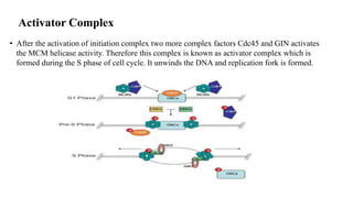 DNA Replication in Eukaryotes (initiation-elongation-termination) | PPTX