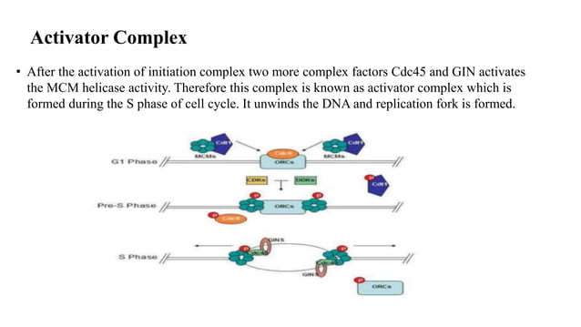 DNA Replication in Eukaryotes (initiation-elongation-termination ...