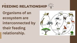 Biodiversity (feeding relationship and energy transfer) | PDF