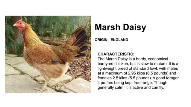 GROUP-4-ANSCI.pptx intro to poultry and a | PPT