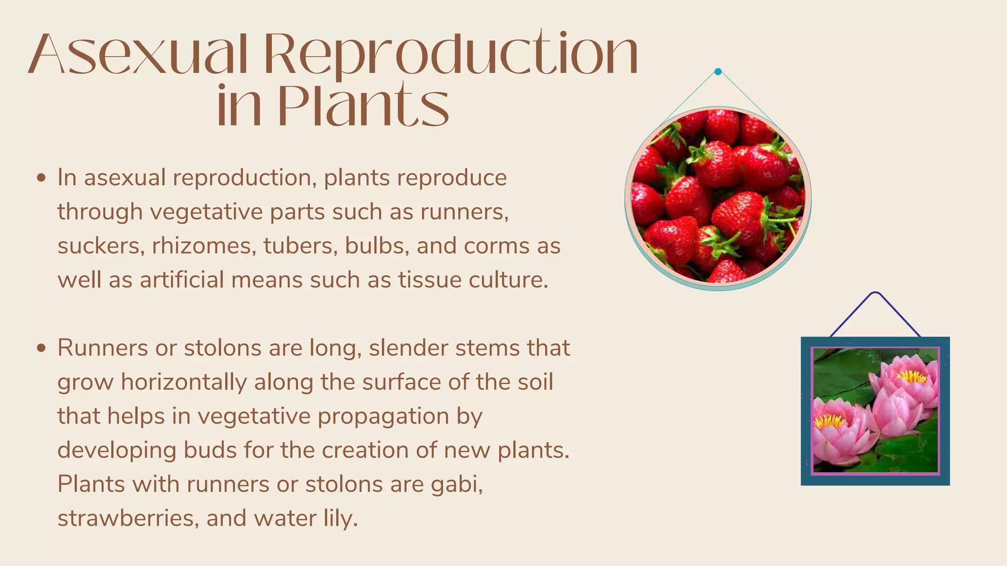 Reproduction-and-Development-in-Plants (1).pdf