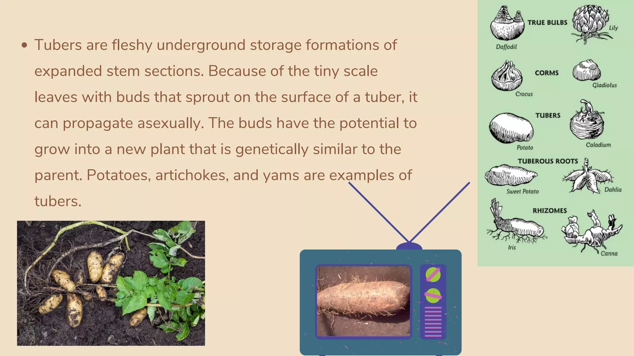 Reproduction-and-Development-in-Plants (1).pdf