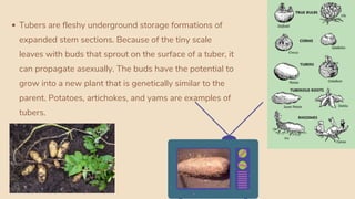 Reproduction-and-Development-in-Plants (1).pdf