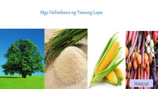 Yamang Likas | PPTX