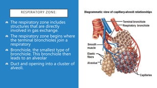 Respiratory System | PPT
