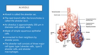 Respiratory System | PPT
