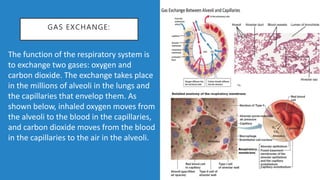 Respiratory System | PPT
