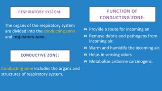 Respiratory System | PPT