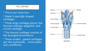 Respiratory System | PPT