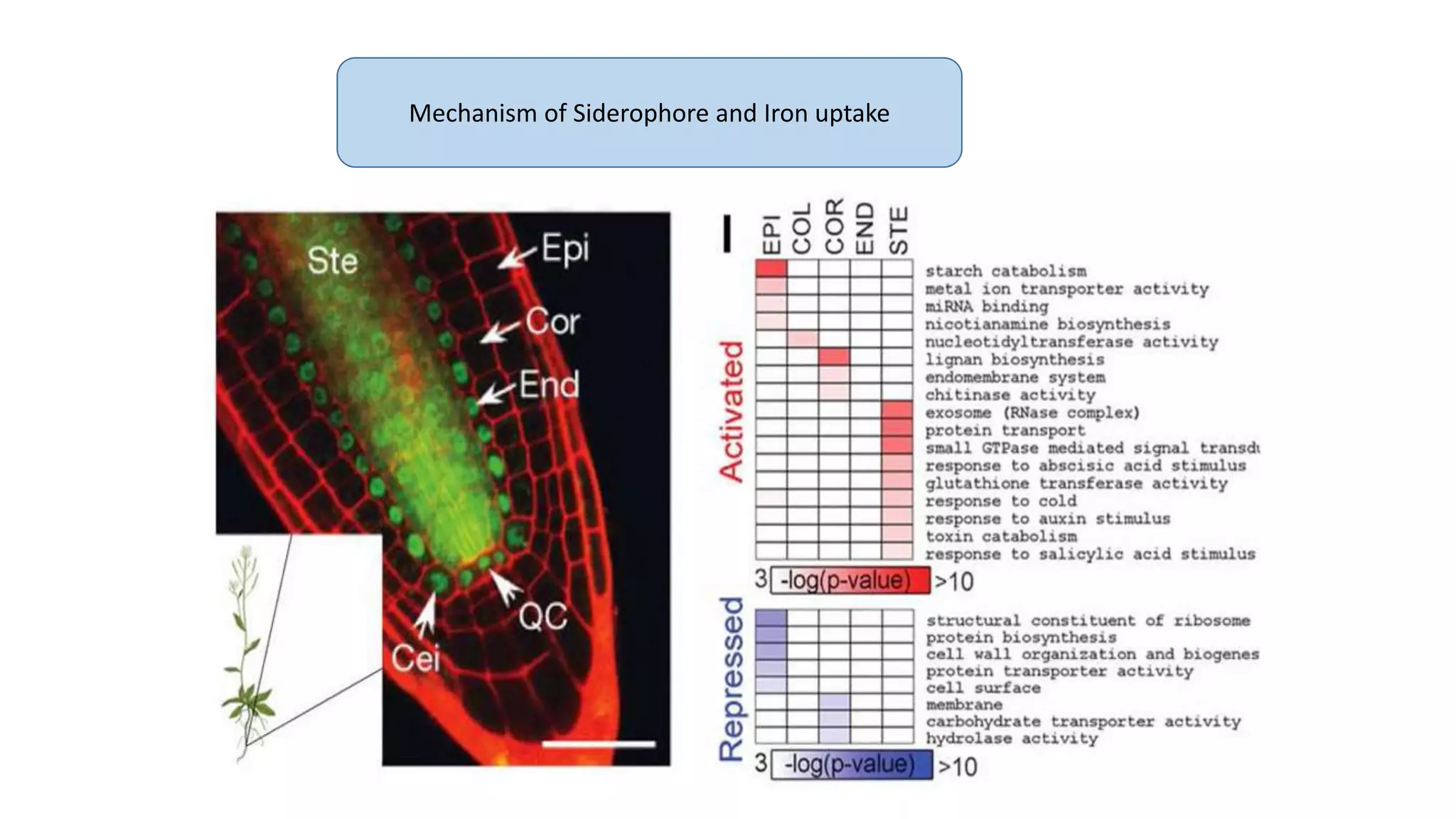 Siderophores and iron Uptake | PPTX