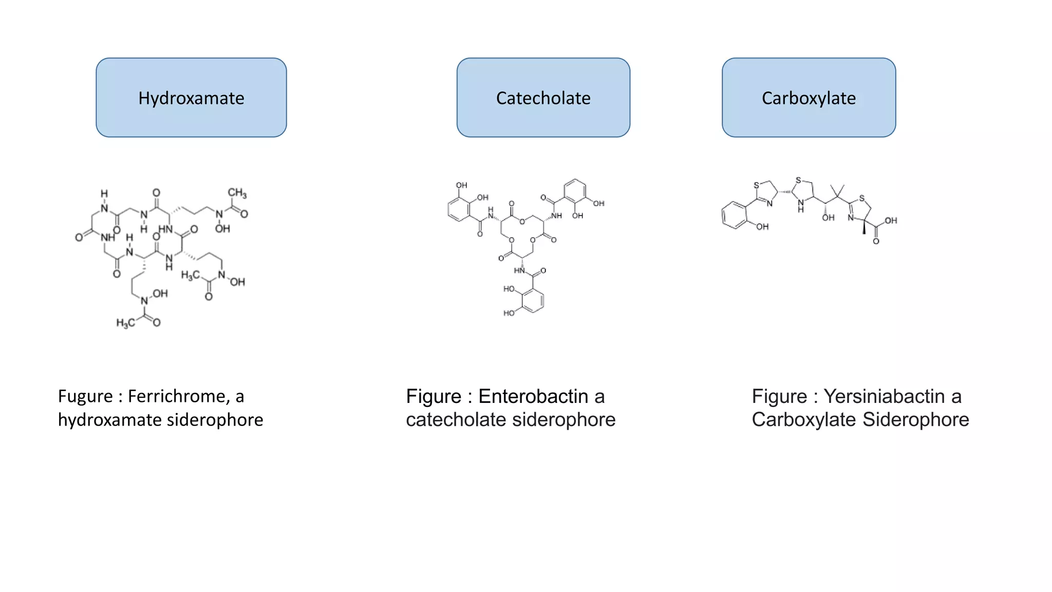 Siderophores and iron Uptake | PPTX