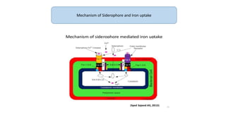 Siderophores and iron Uptake | PPTX