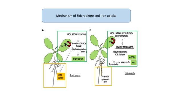 Siderophores and iron Uptake | PPTX