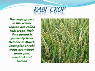 Crop Production & Management | PPT