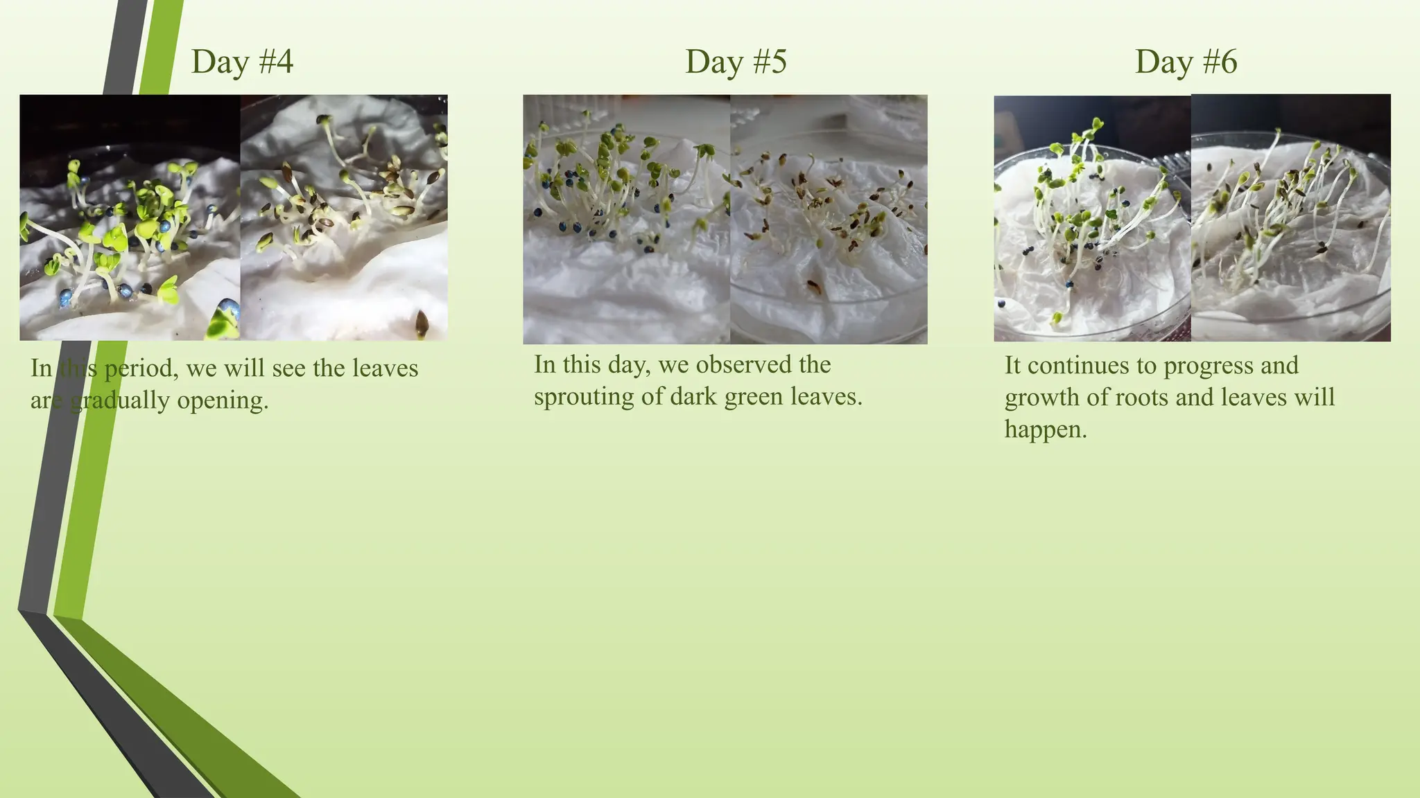 GROUP-B.-SEED-GERMINATION-LIGHT-and-DARK (1).pptx