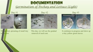 GROUP-B.-SEED-GERMINATION-LIGHT-and-DARK (1).pptx