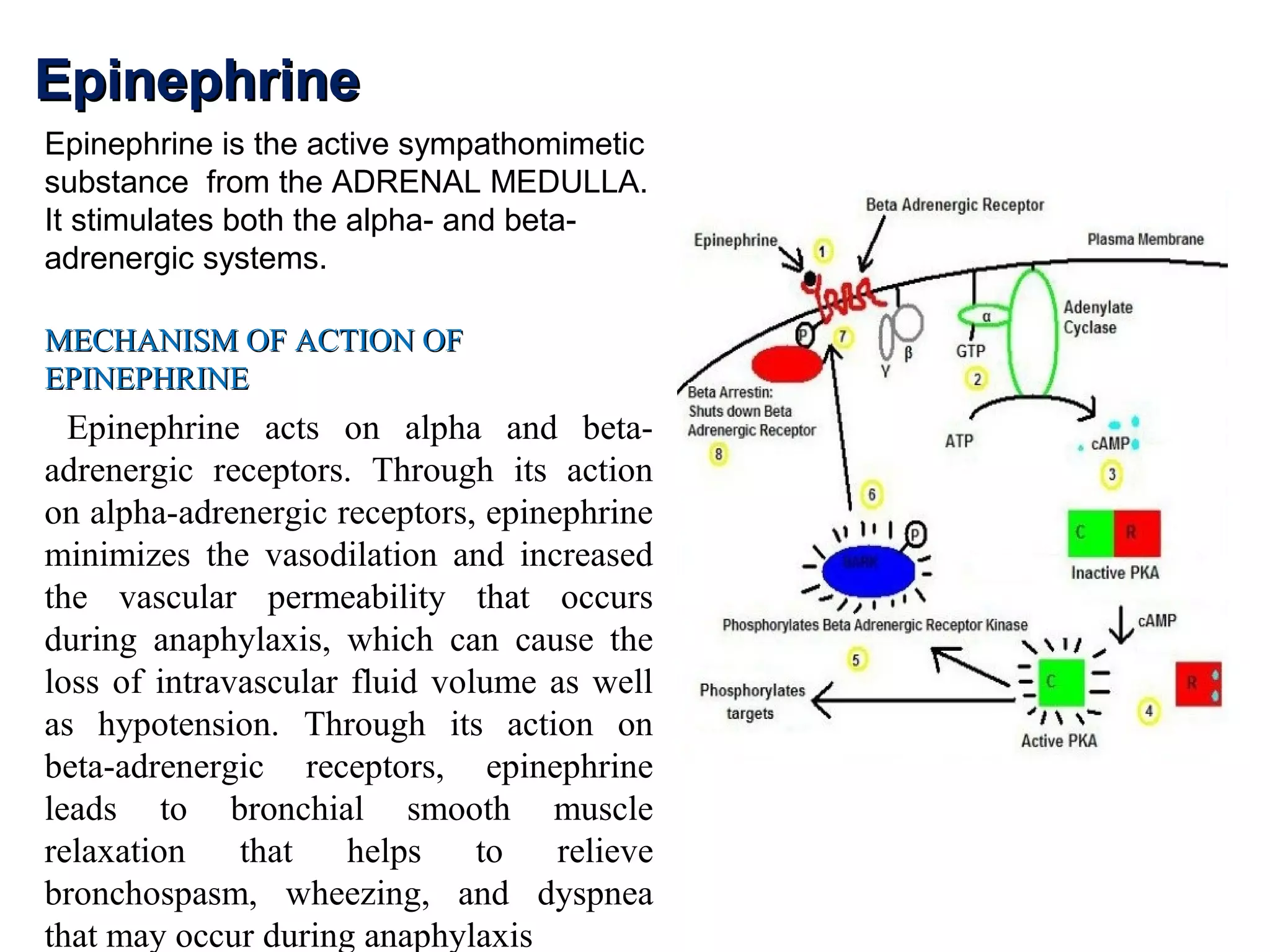 Sympathomimitic drugs (Epinephrine & Nor-epinephrine) | PPT | Endocrine and Metabolic Diseases ...