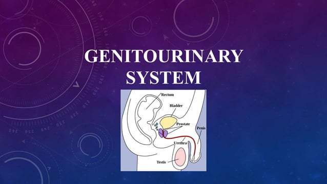Genitourinary system | PPTX