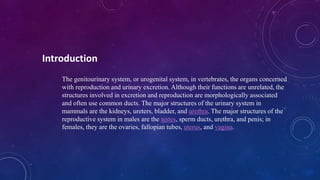 Genitourinary system | PPTX
