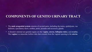 Genitourinary system | PPTX