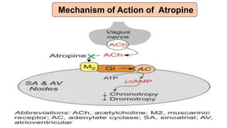 Antimuscarinic Agents | PPTX