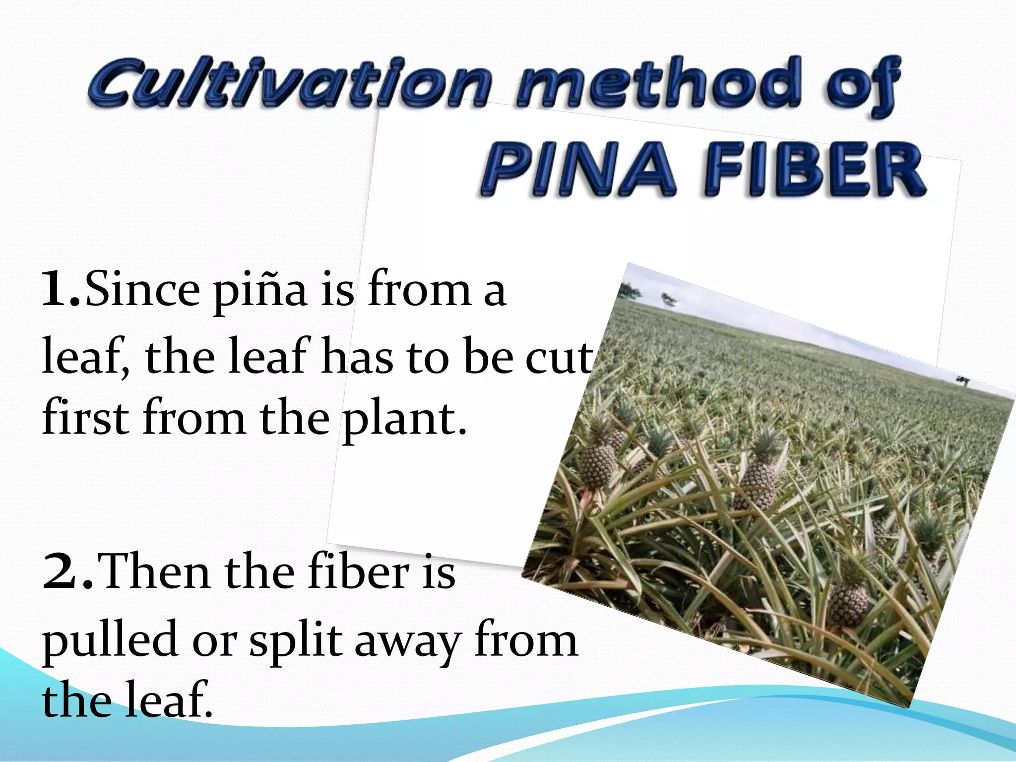 Pina Fiber | PPTX