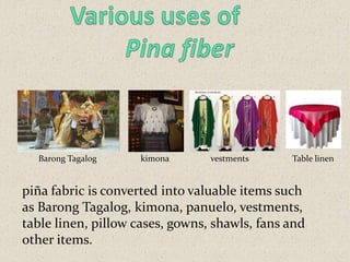 Pina Fiber | PPTX