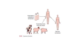 fastidious bacilli | PPT