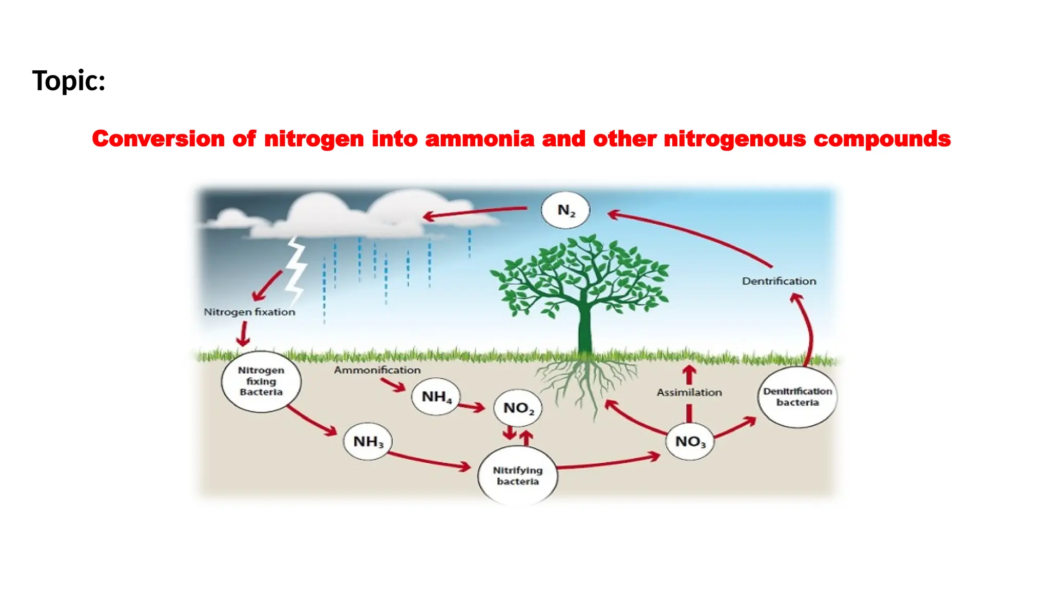 Conversion of nitrogen into ammonia and other nitrogenous compounds ...