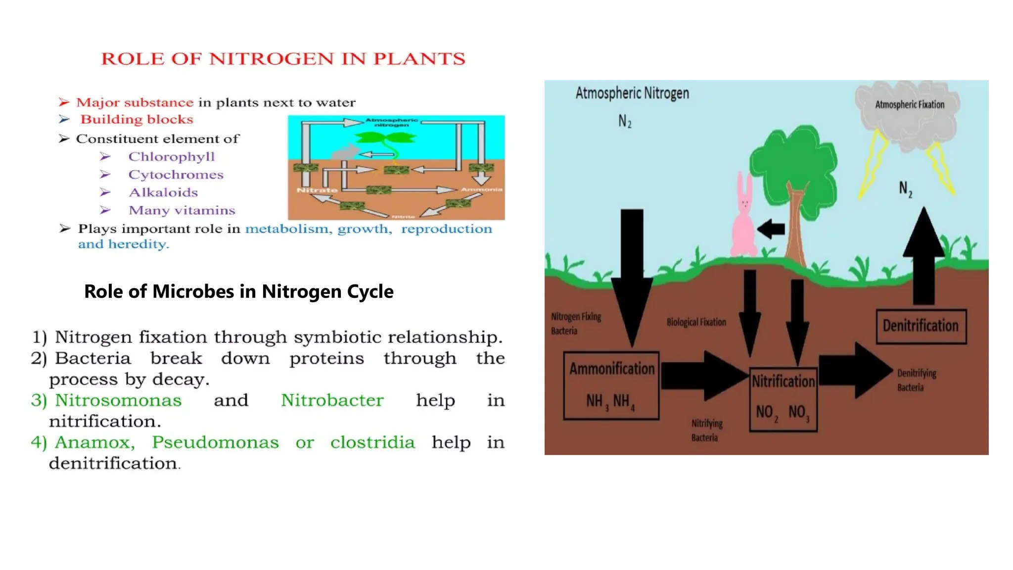 Conversion of nitrogen into ammonia and other nitrogenous compounds Pathways and Nitrogen ...