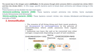 Conversion of nitrogen into ammonia and other nitrogenous compounds ...