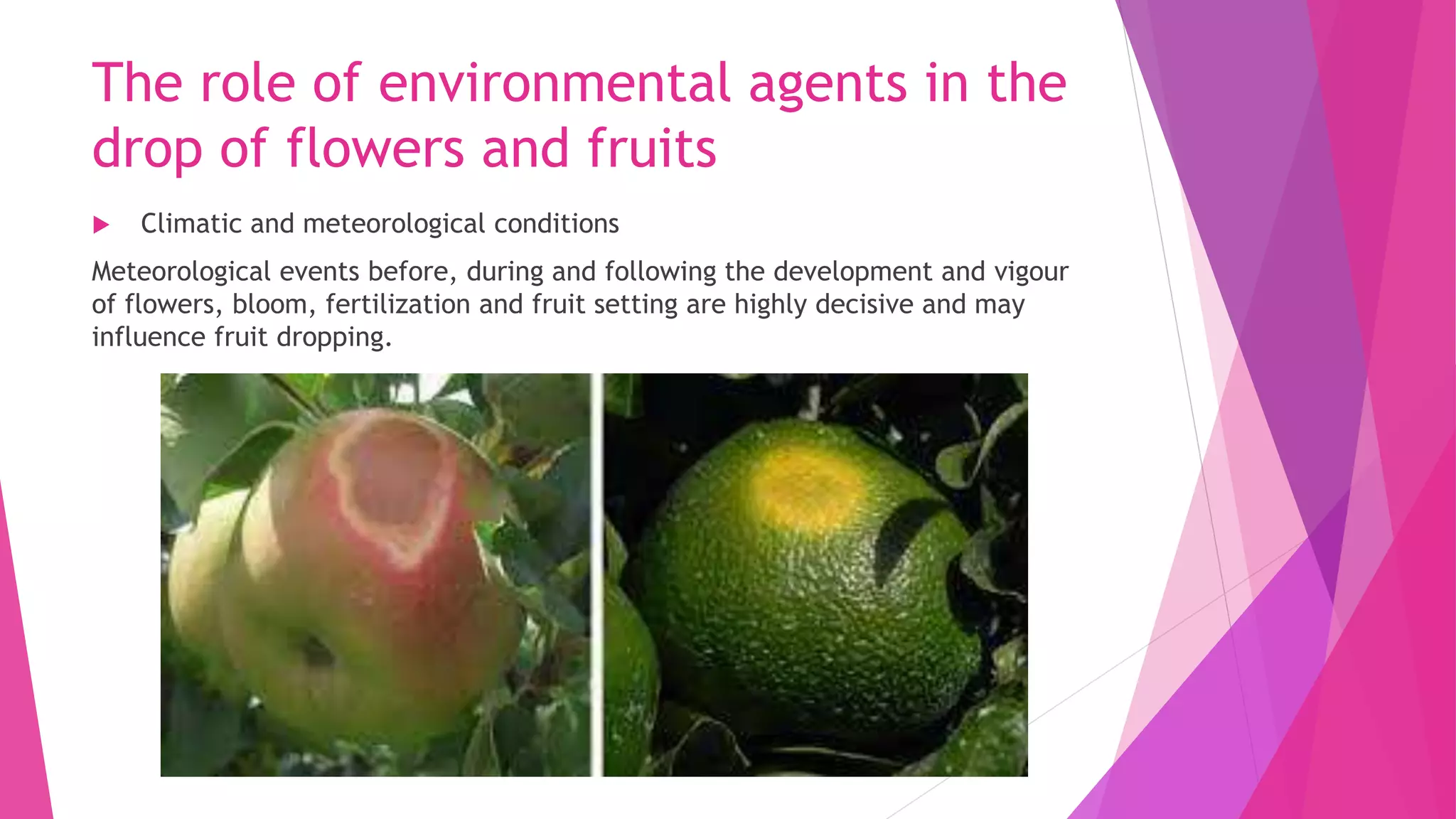 Fruit Drop its Causes and Measures to Control | PPTX