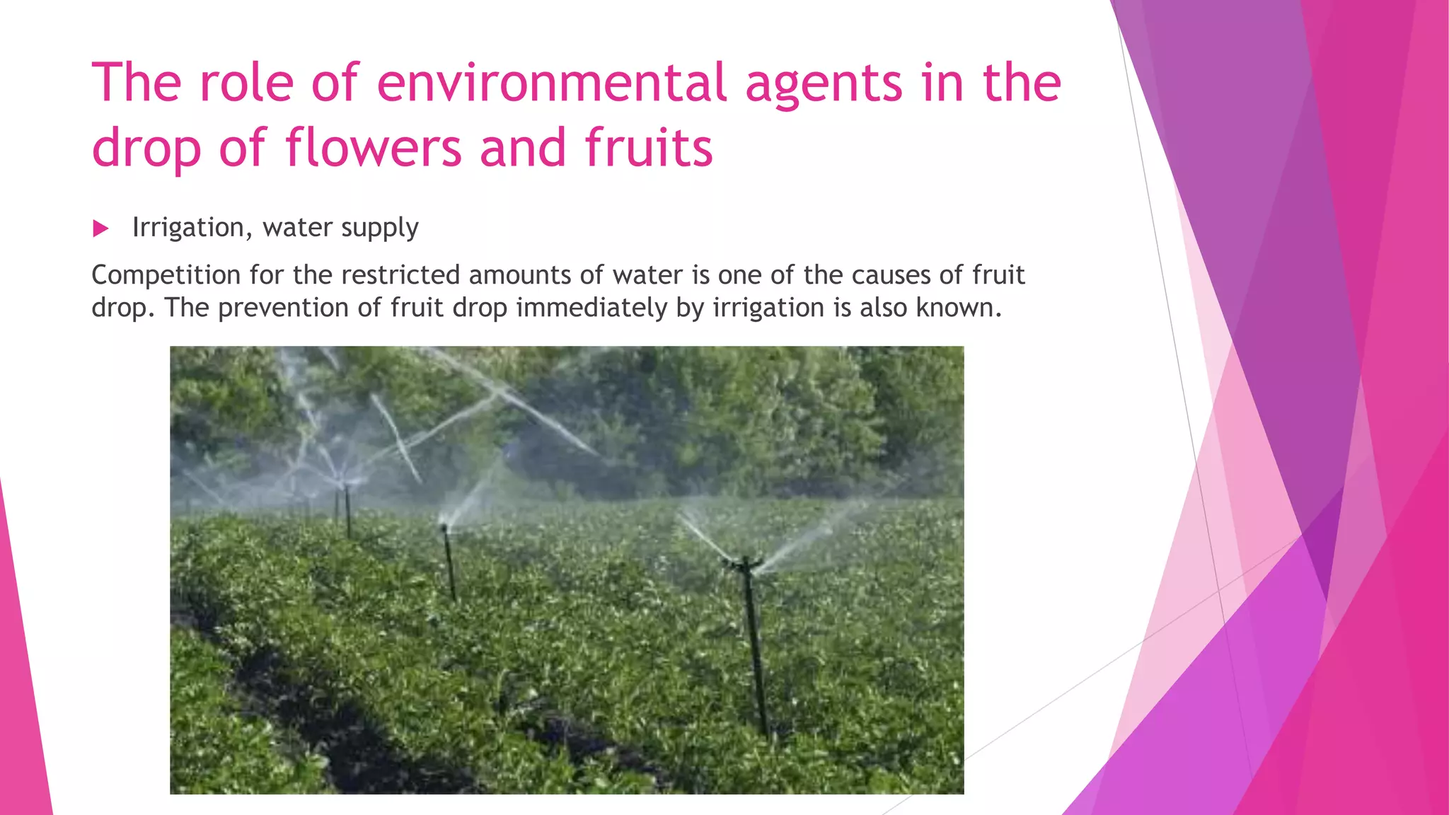 Fruit Drop its Causes and Measures to Control | PPTX