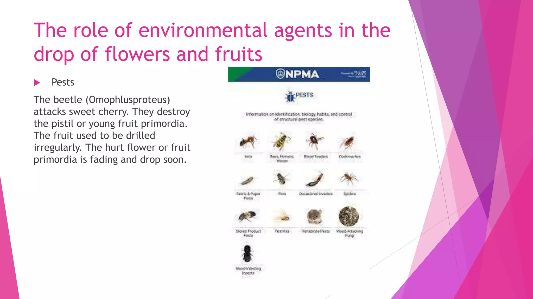 Fruit Drop its Causes and Measures to Control | PPTX