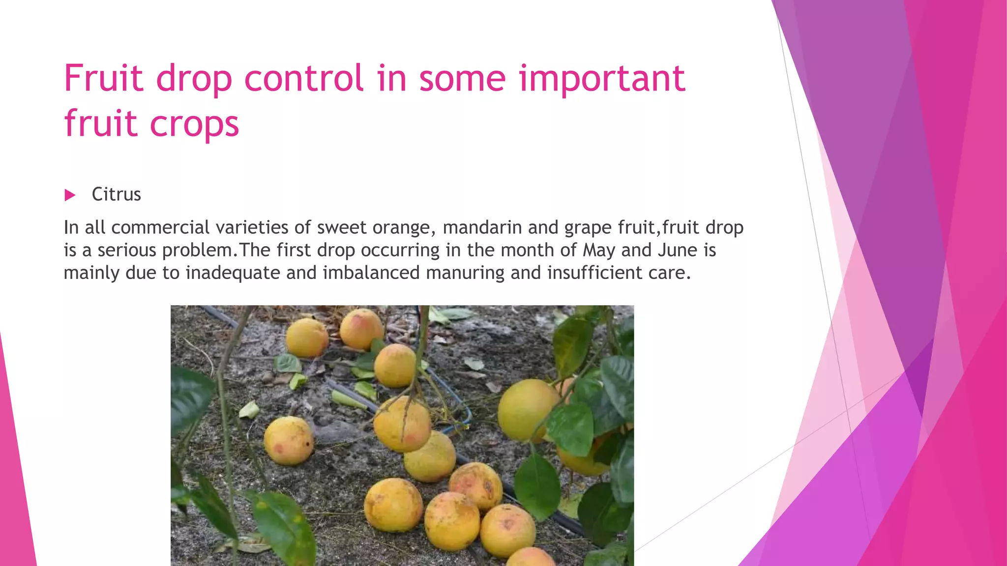 Fruit Drop its Causes and Measures to Control | PPTX