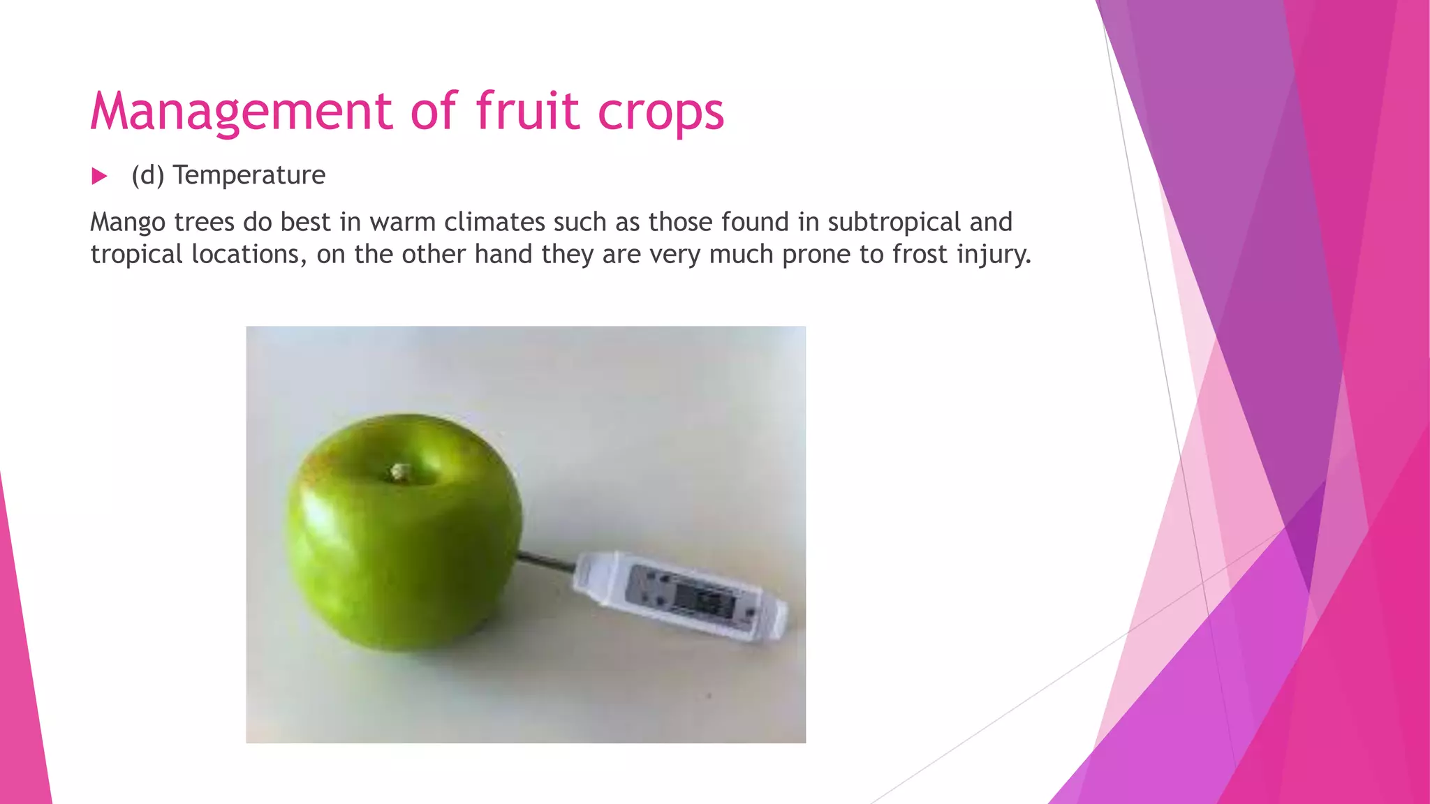 Fruit Drop its Causes and Measures to Control | PPTX
