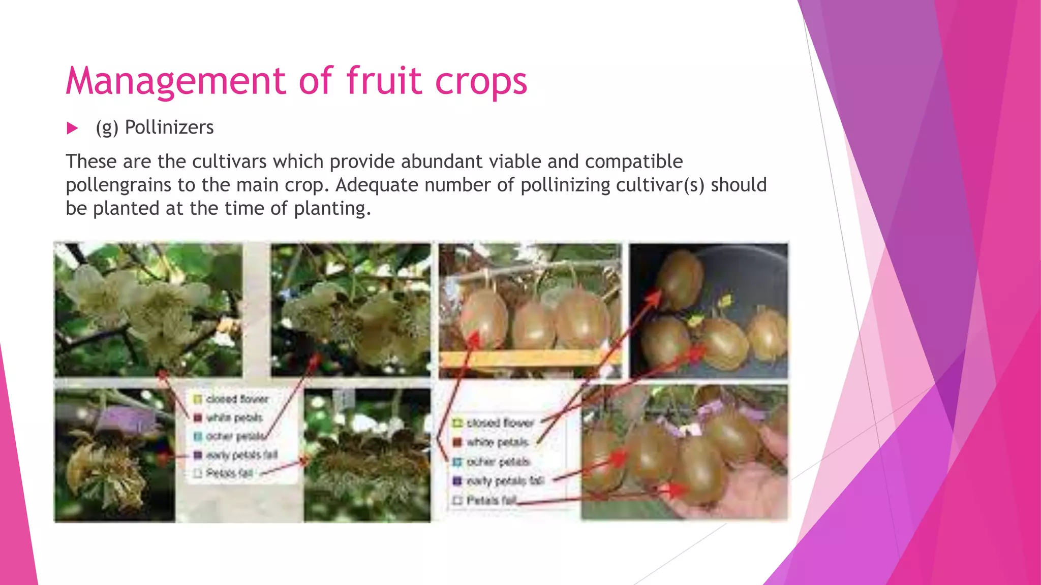 Fruit Drop its Causes and Measures to Control | PPTX