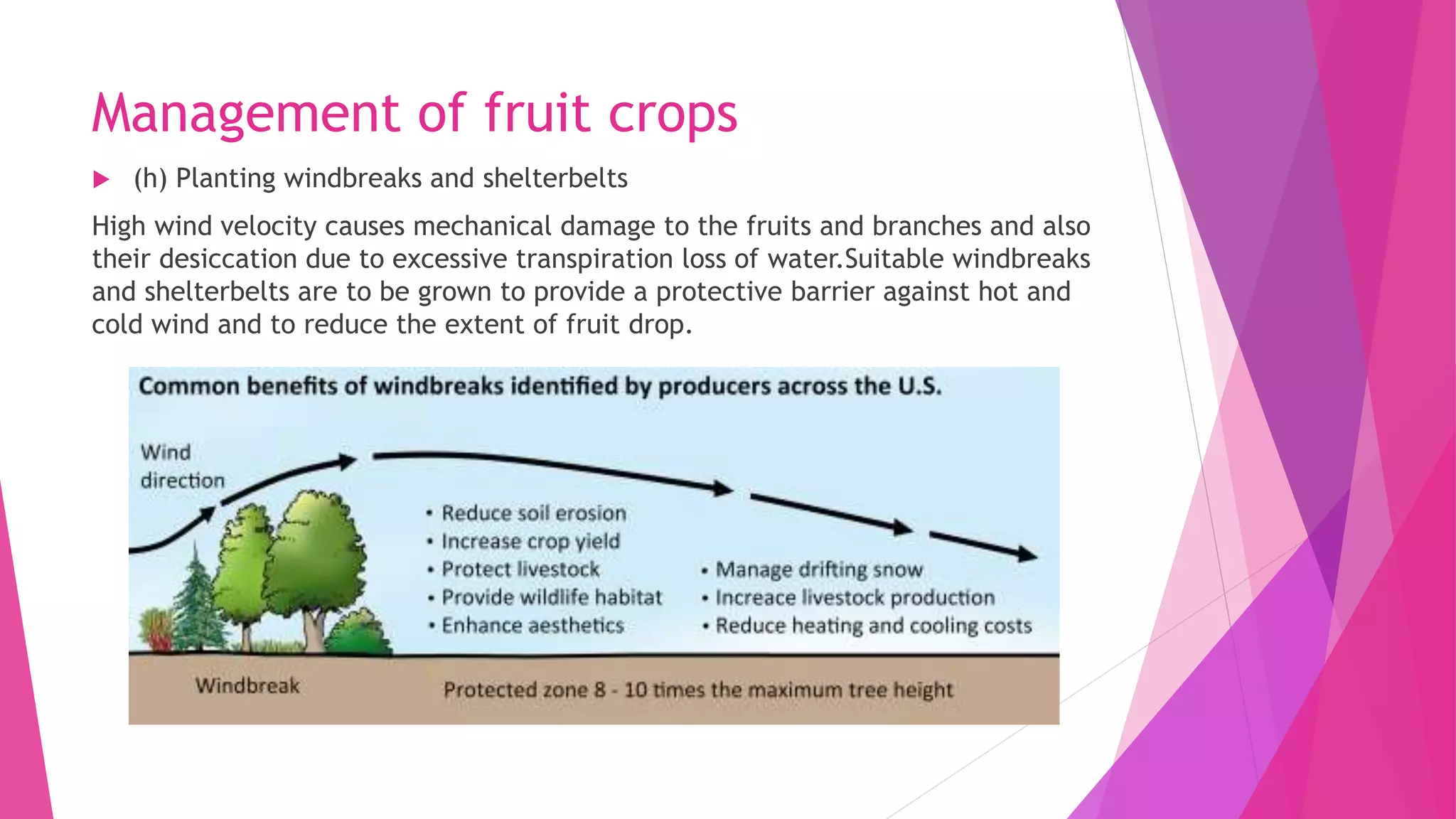 Fruit Drop its Causes and Measures to Control | PPTX