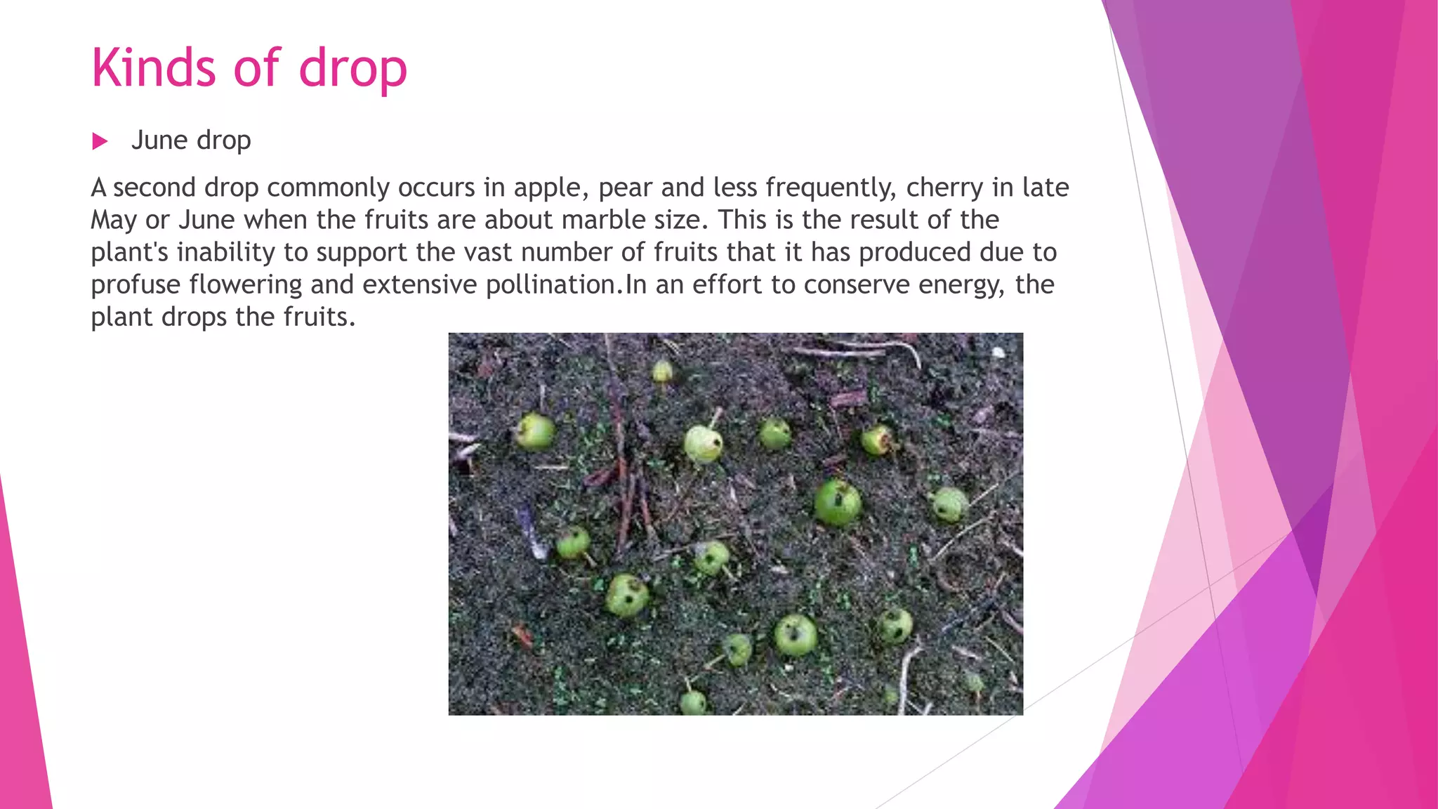 Fruit Drop its Causes and Measures to Control | PPTX