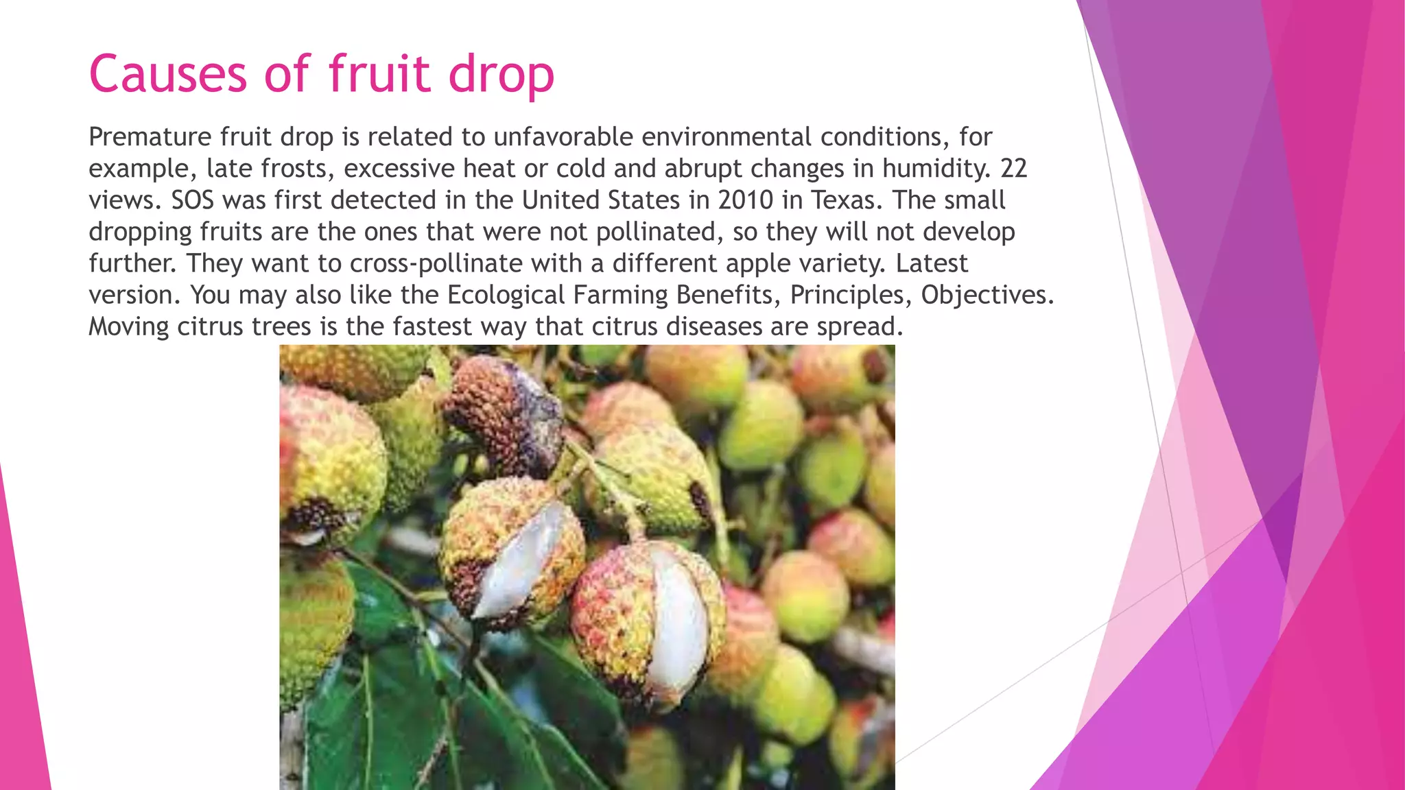 Fruit Drop its Causes and Measures to Control | PPTX