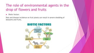 Fruit Drop its Causes and Measures to Control | PPTX
