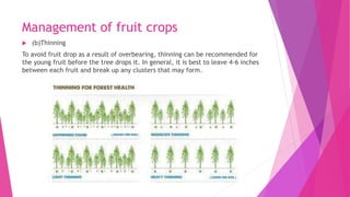 Fruit Drop its Causes and Measures to Control | PPTX