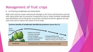 Fruit Drop its Causes and Measures to Control | PPTX