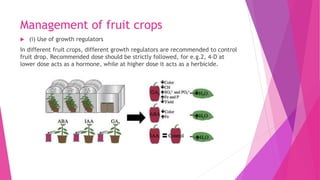 Fruit Drop its Causes and Measures to Control | PPTX