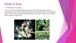 Fruit Drop its Causes and Measures to Control | PPTX
