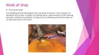 Fruit Drop its Causes and Measures to Control | PPTX