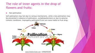 Fruit Drop its Causes and Measures to Control | PPTX