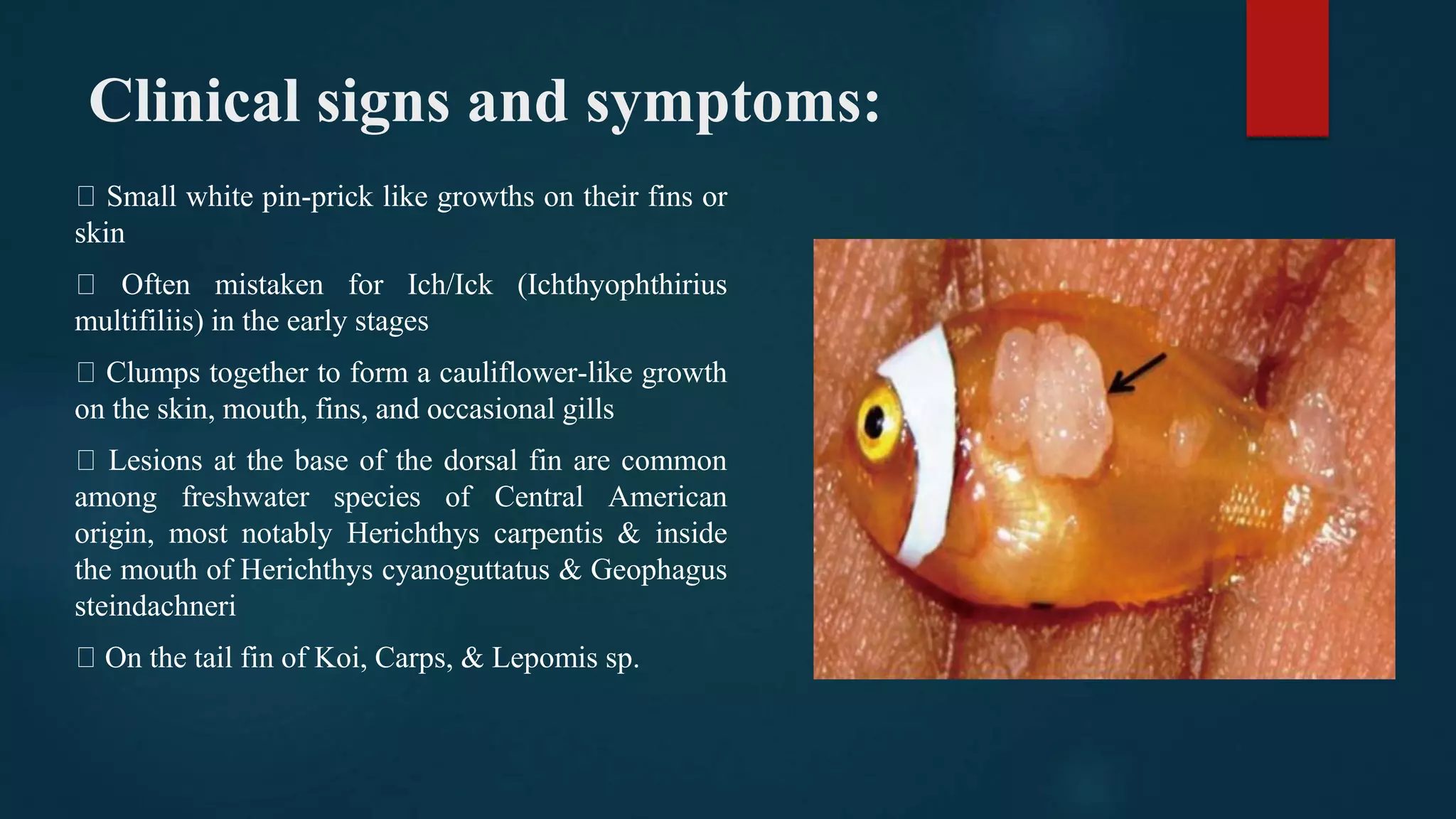 COMMON VIRAL DISEASES OF FISHES AND SHRIMP IN BANGLADESH | PPTX