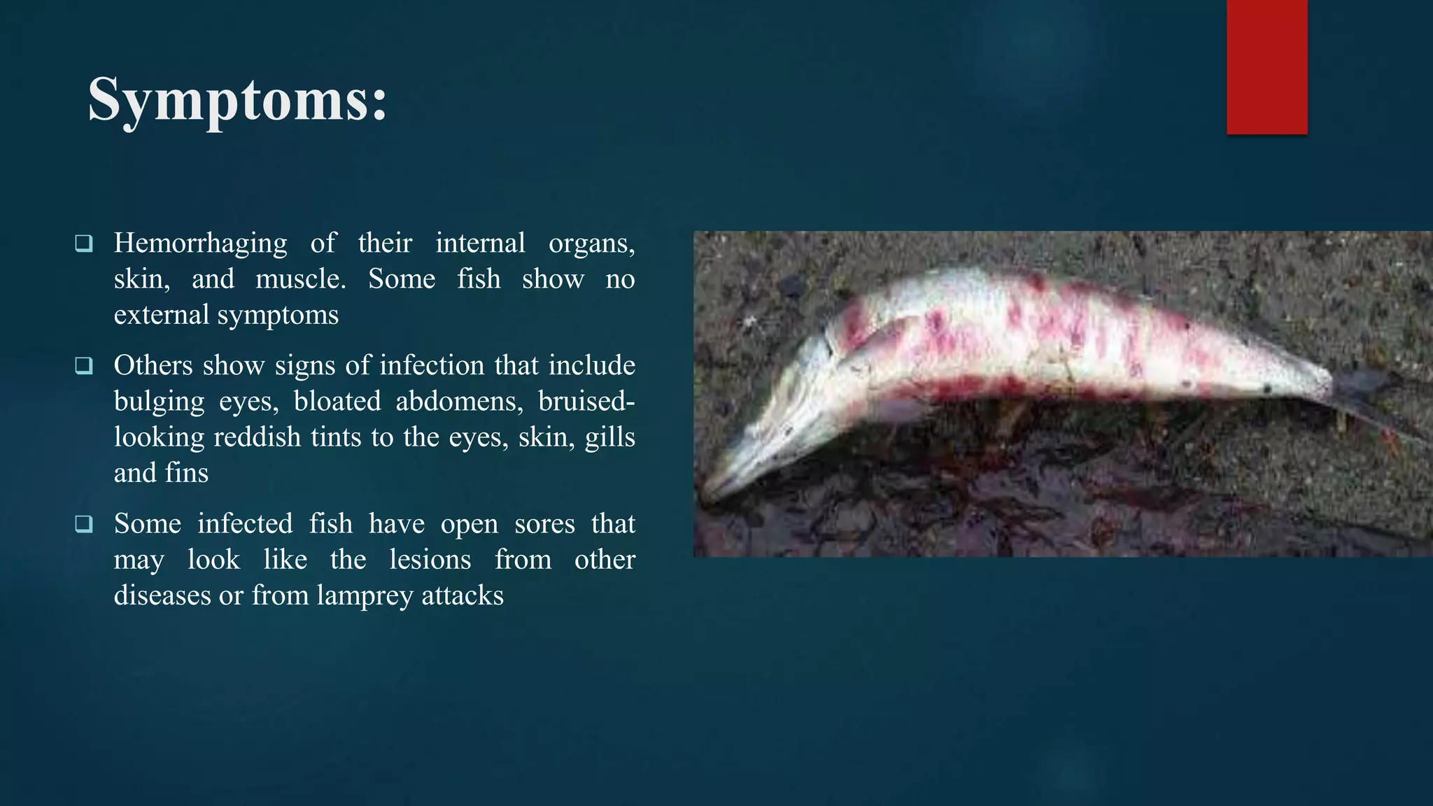 COMMON VIRAL DISEASES OF FISHES AND SHRIMP IN BANGLADESH | PPTX